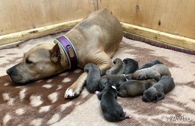 Прайтер. Продажа и бронь