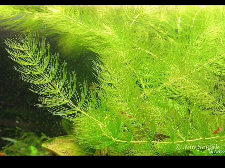 Аквариумное растение "Роголистник"