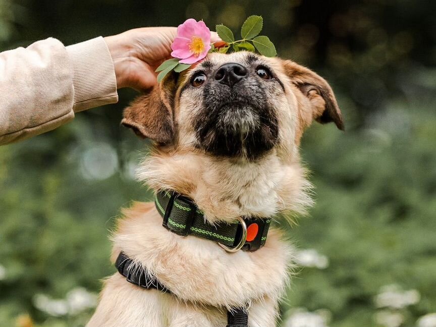 Дейна в поисках дома
