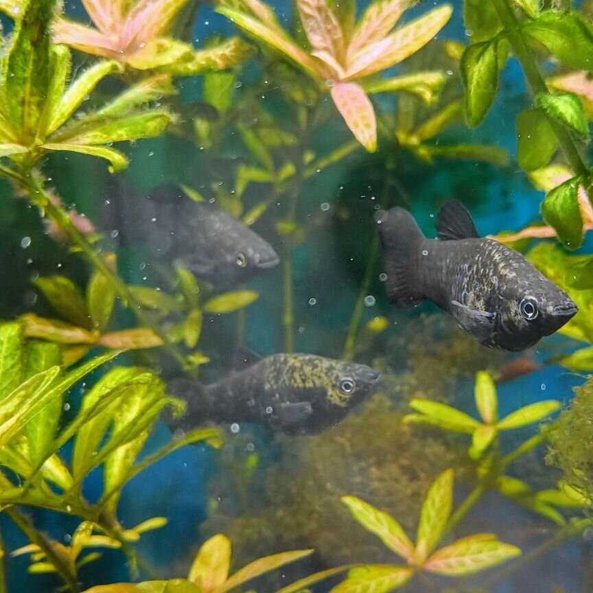 Рыбки моллинезии