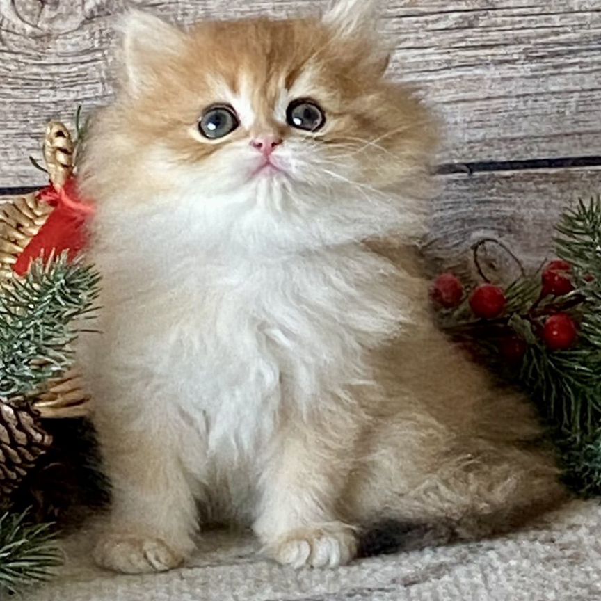 Британский длинношёрстный котёнок