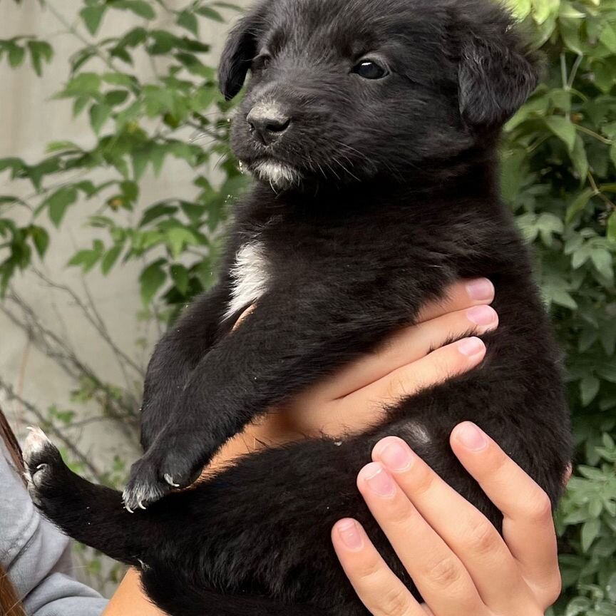 Щенки в добрые руки