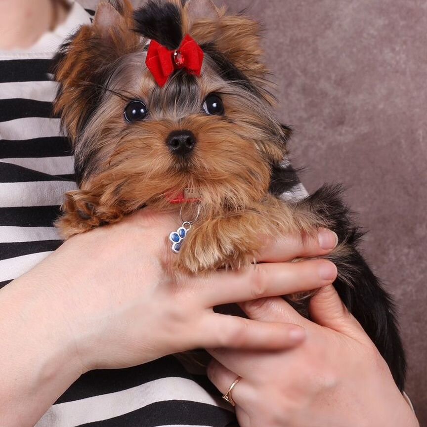 Йоркширский терьер, щенок