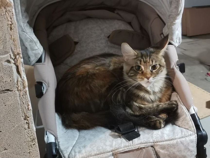 Кошка мейкун