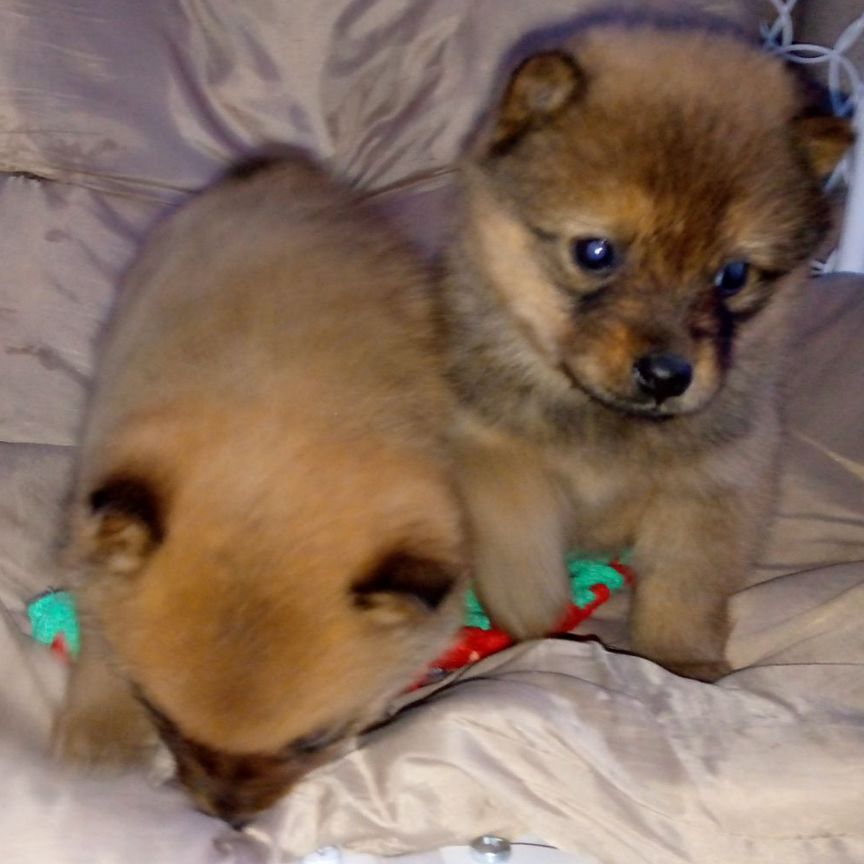 Продажа щенка