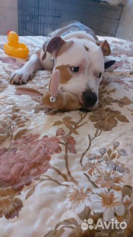 Стаффордширский терьер