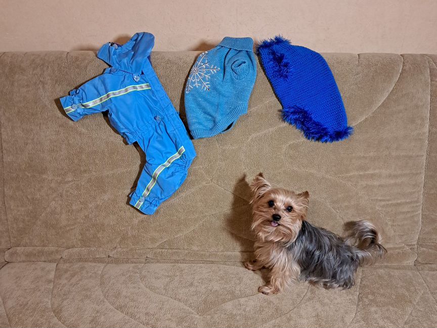 Костюмы для маленькой собачки