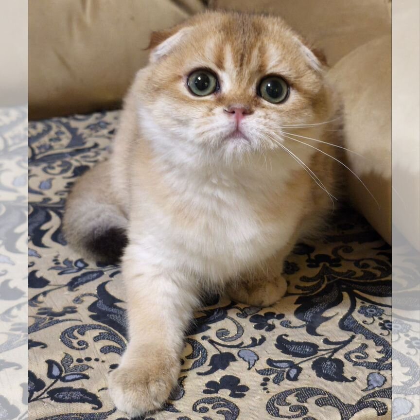 Шотландский вислоухий короткошёрстный котёнок