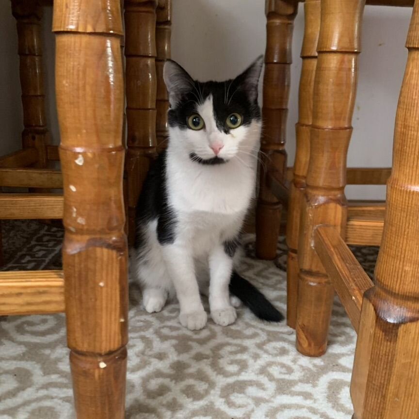 Котёнок в добрые руки