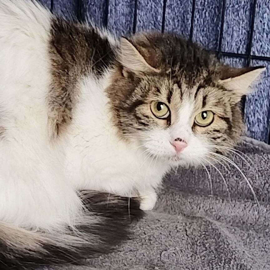 Кошечку ждет улица