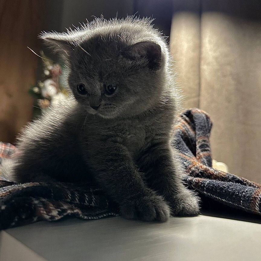 Британский короткошёрстный котёнок
