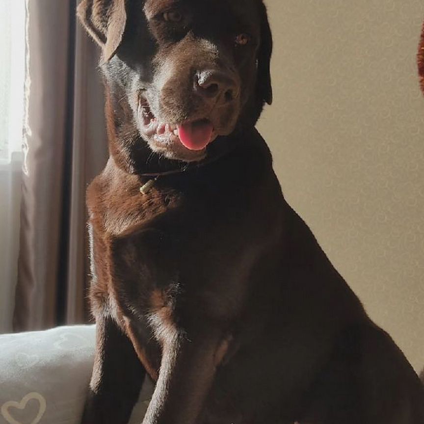 Лабрадор щенок