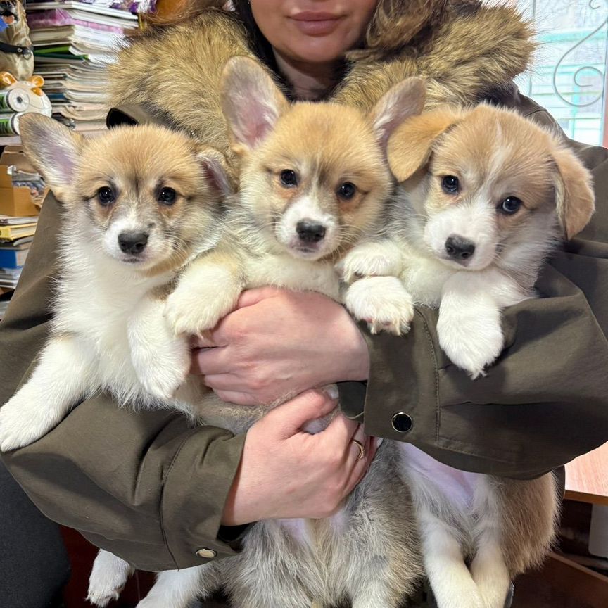 Вельш Корги Пемброк, щенок