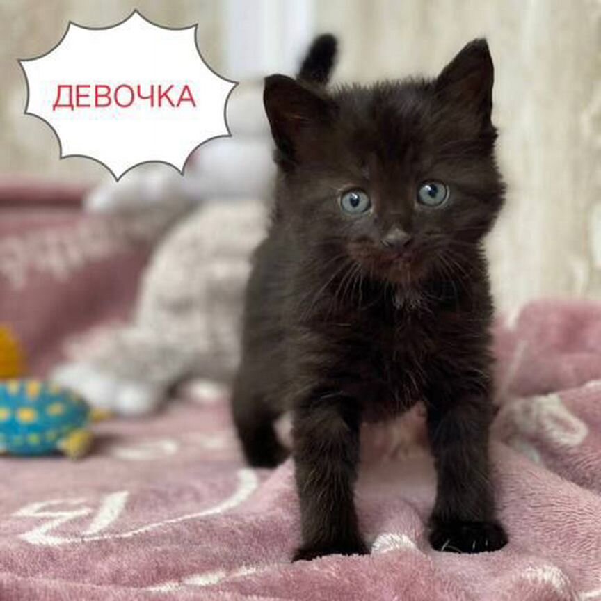 Котята в добрые руки бесплатно