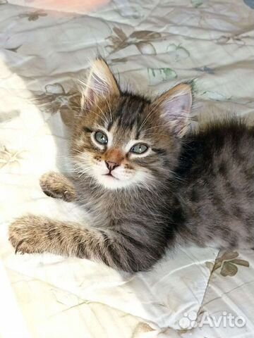 Котенок мальчик в добрые руки