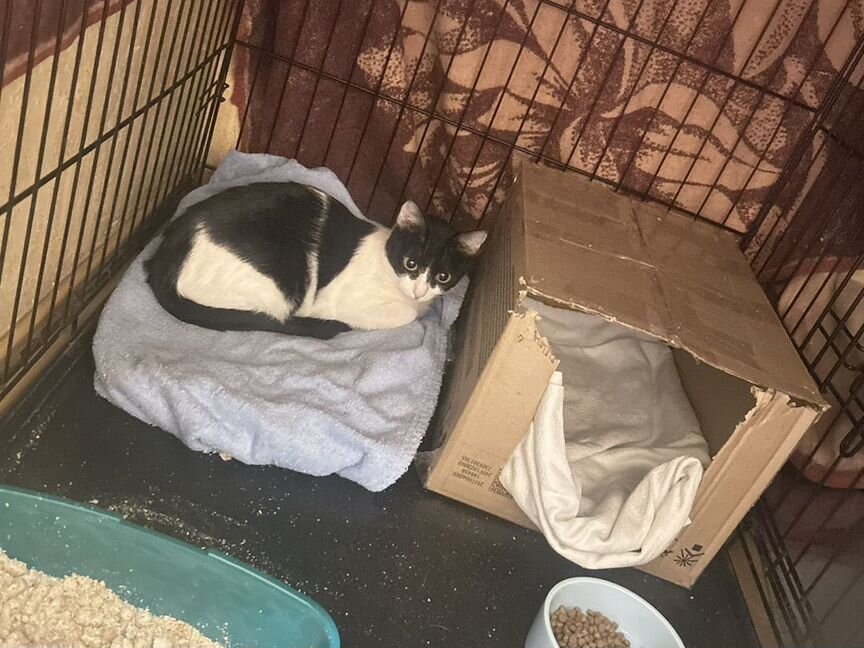 Кошечка в добрые руки