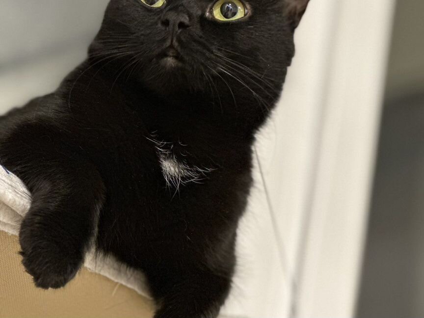 Кошка для вязки