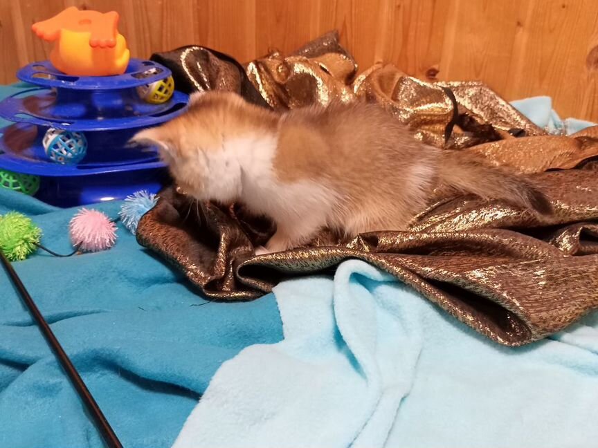 Нарядные шиншиллята