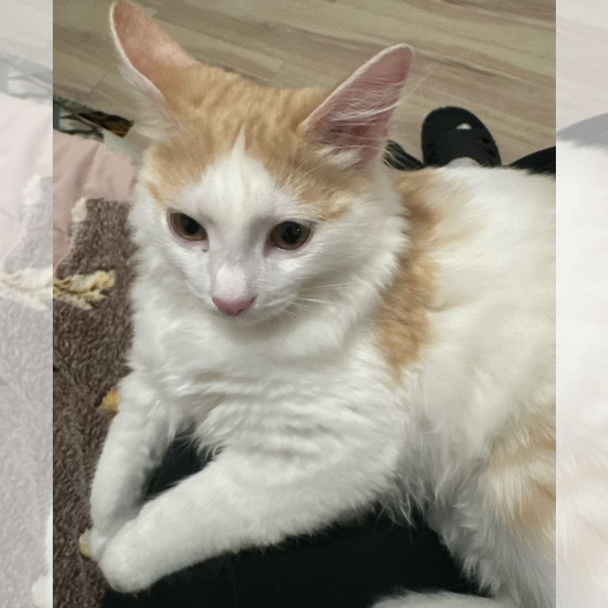 Турецкий ван котёнок