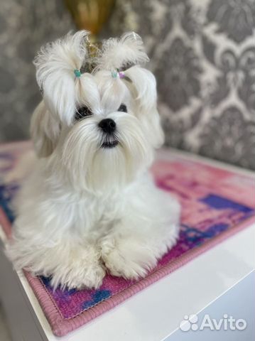 Мальтийская болонка