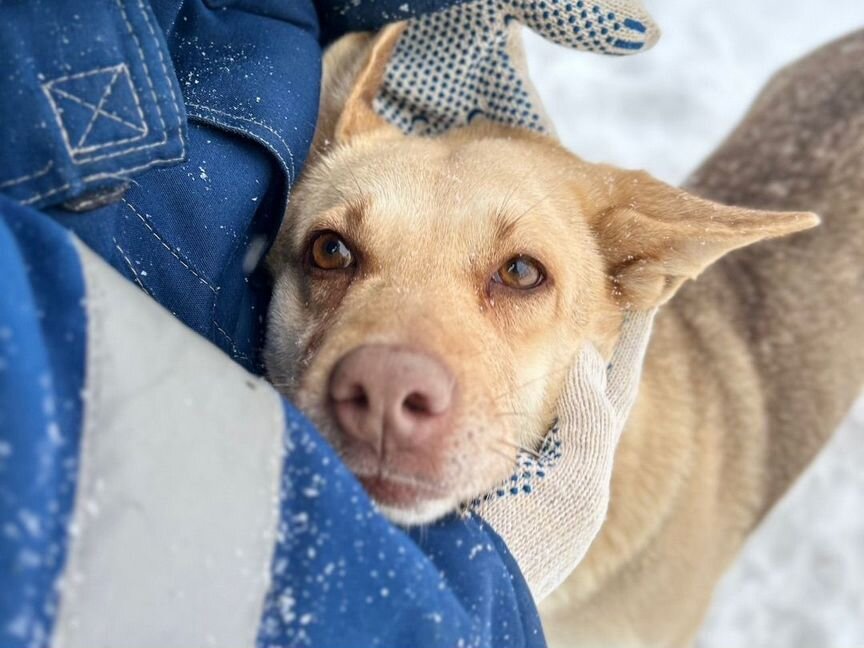 Собака Персия в добрые руки