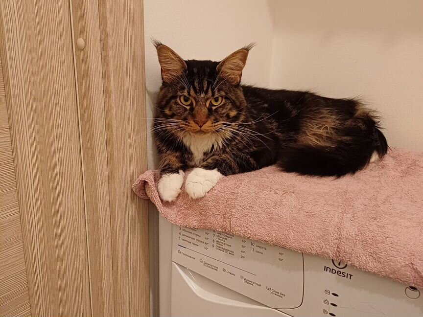 Котенок мэйнкун