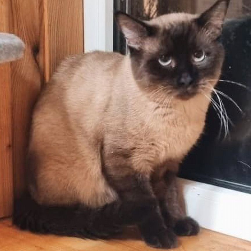 Добрый, молодой сиамский кот