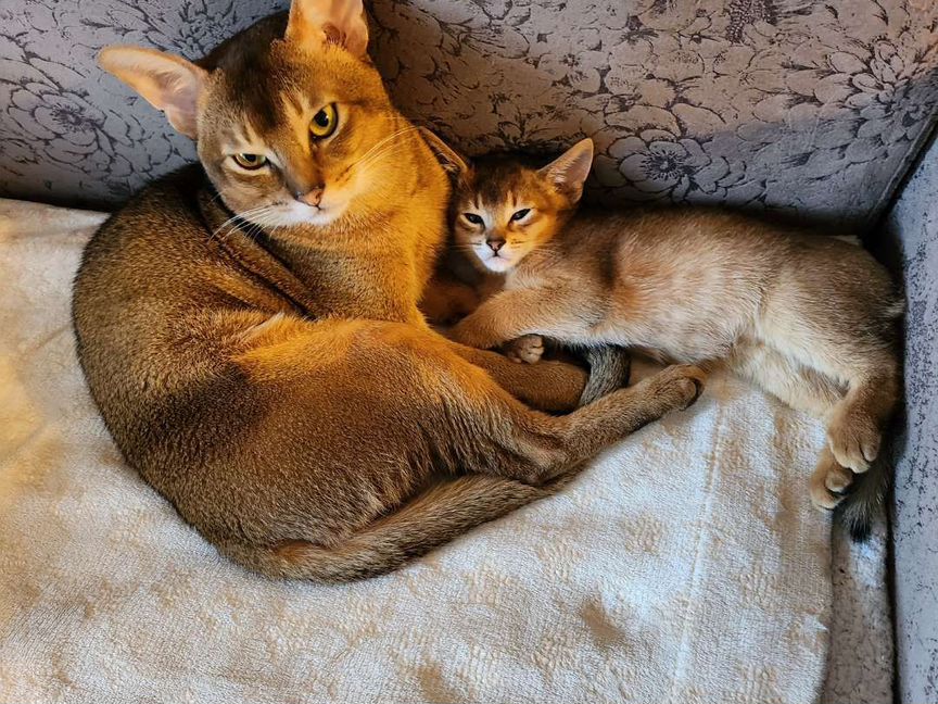 Абиссинские котята