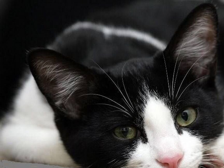 Кошка в добрые руки