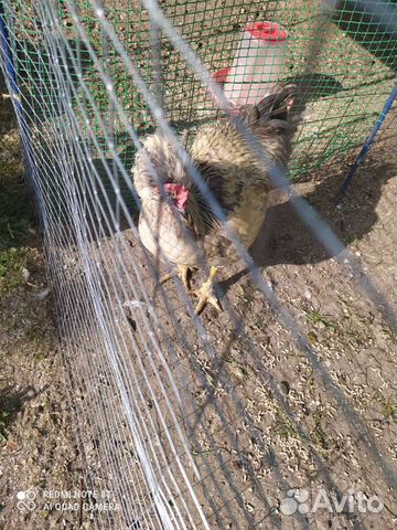 Петух 4 месяца. Порода Русская хохлатая