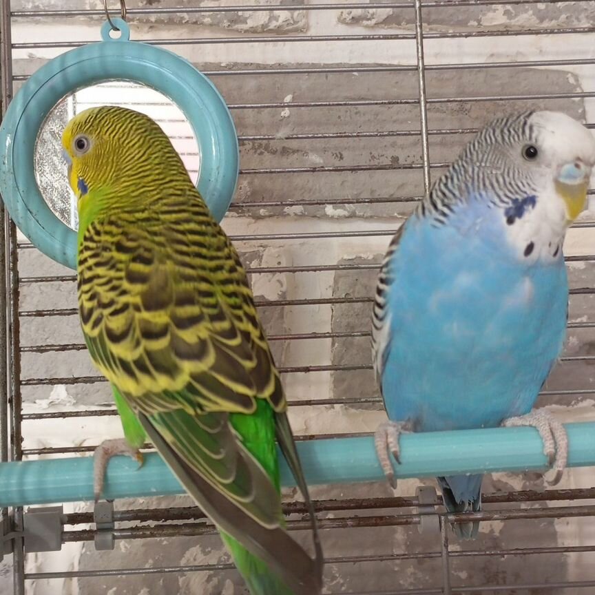 Волнистый попугай