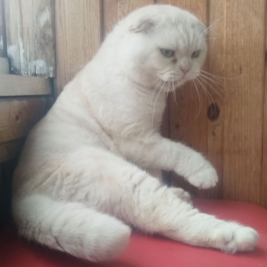 Шотландский вислоухий длинношёрстный кот, взрослый