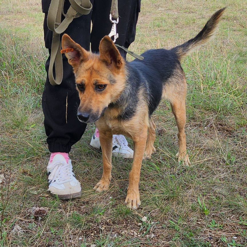 Малышка Берта в поисках дома и семьи