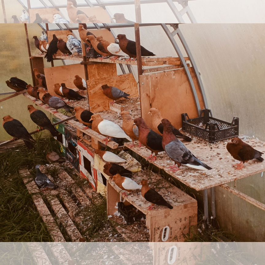 Голуби снегири