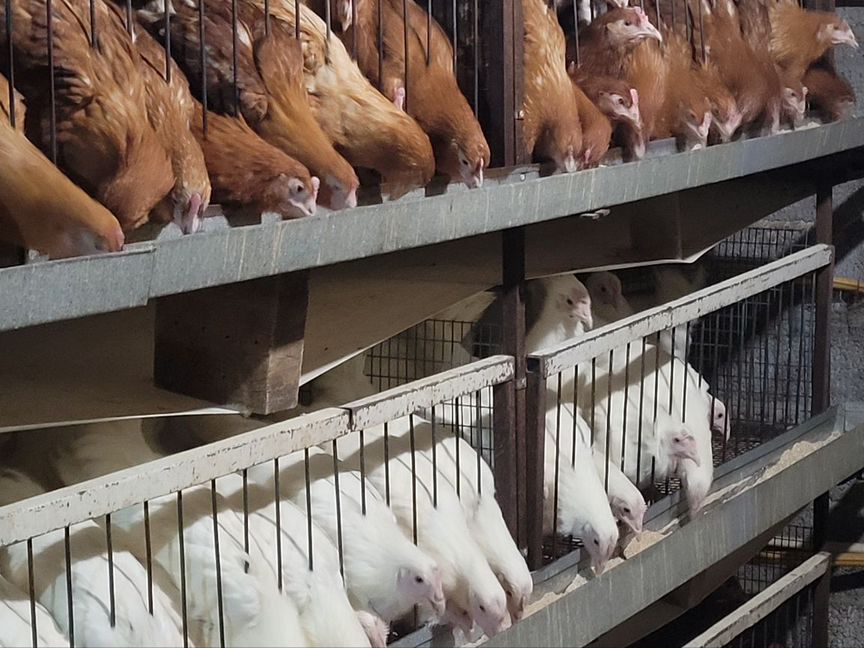 Куры несушки