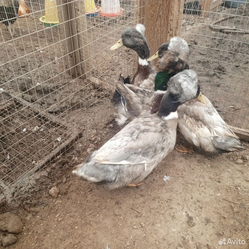 Селезень хохлатый