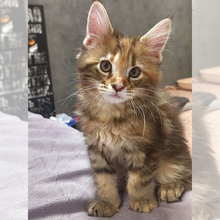 Мейн-кун котёнок