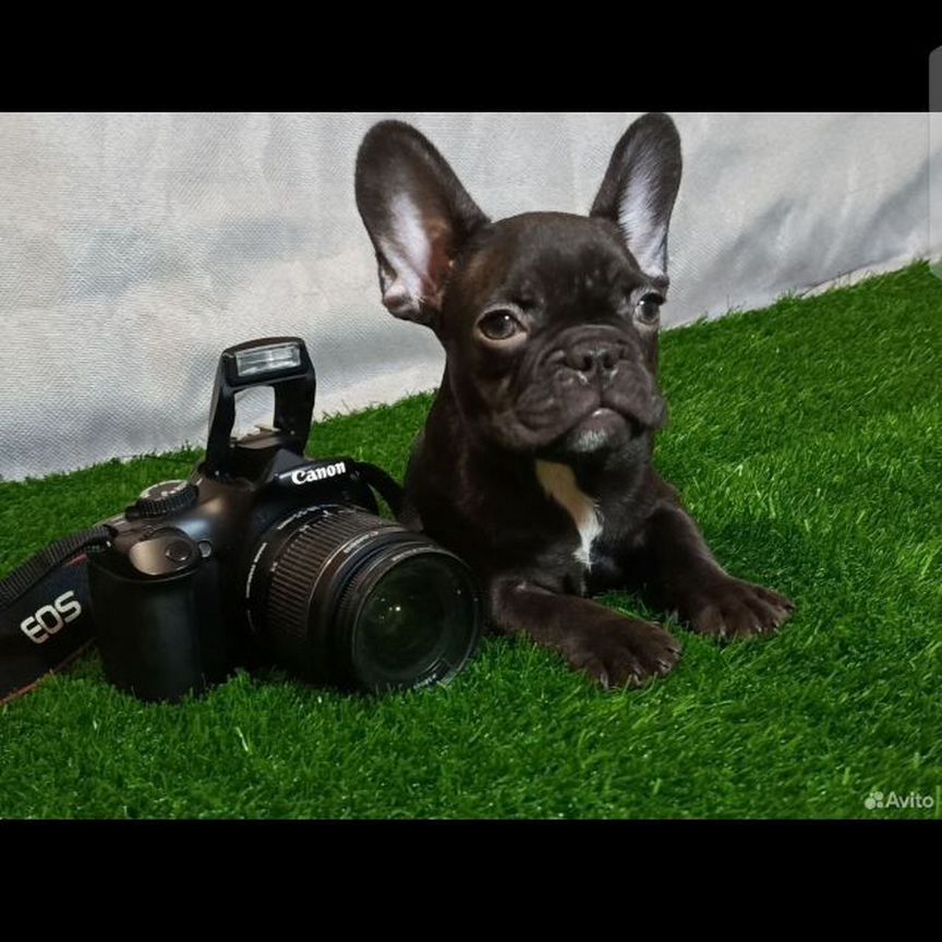 Французский бульдог