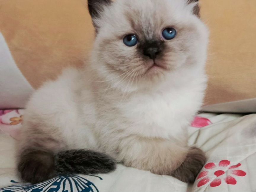 Невский маскарадный котёнок. Мальчик
