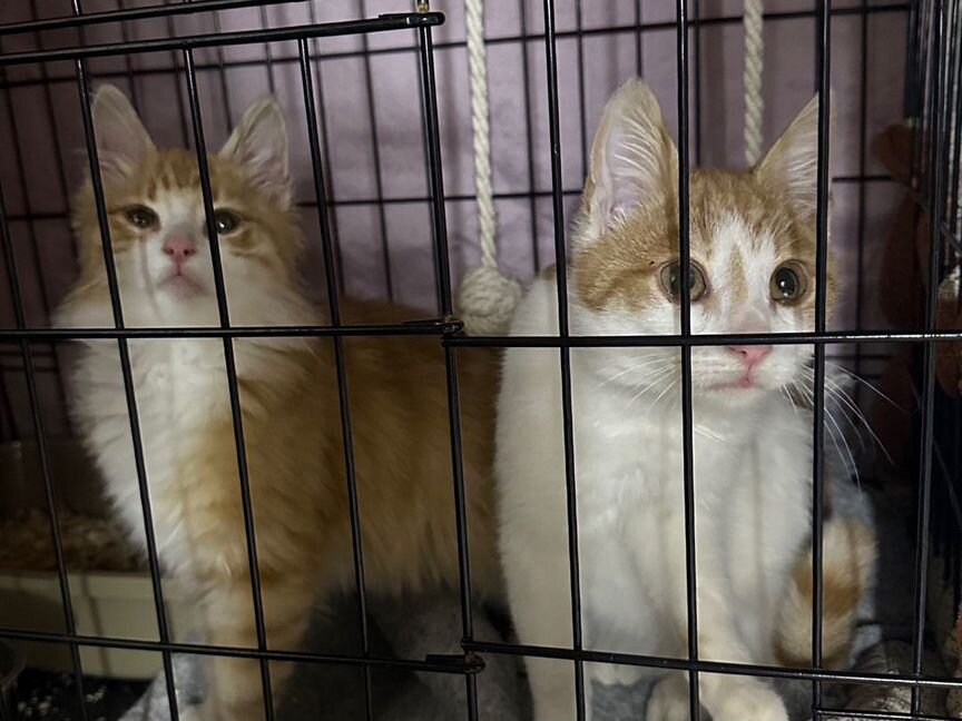 Рыжие красавчики котята котенок