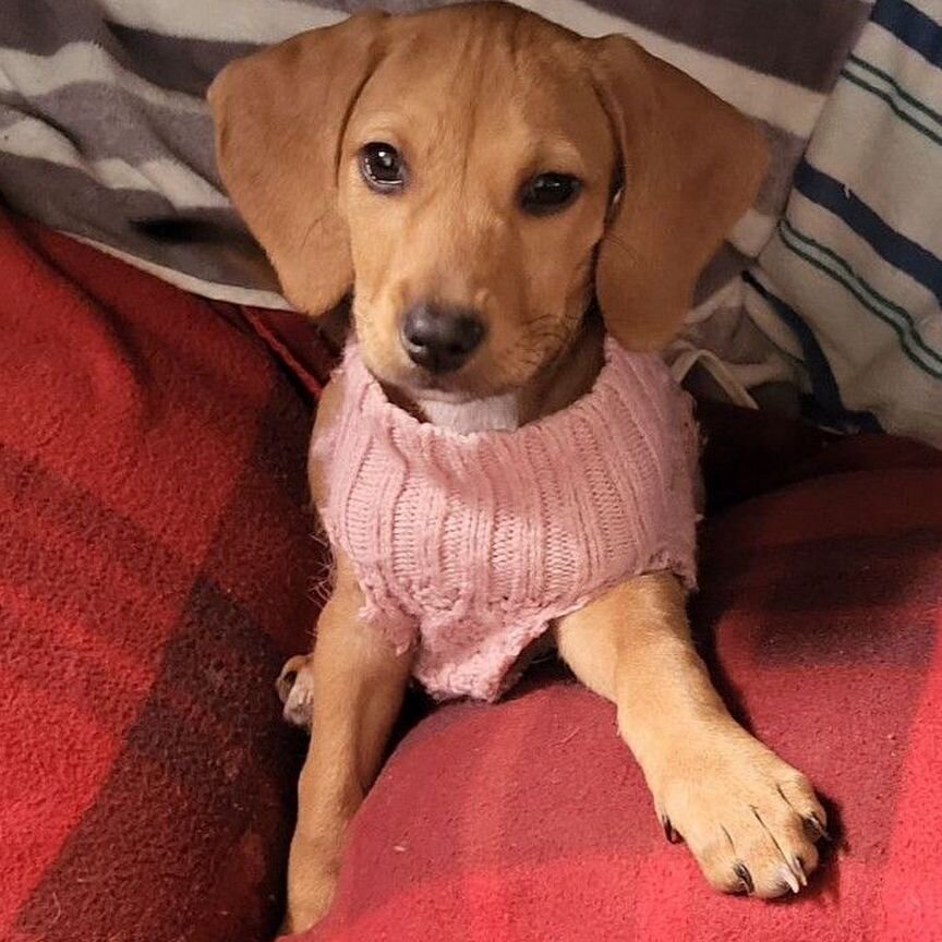 Щенок в добрые руки