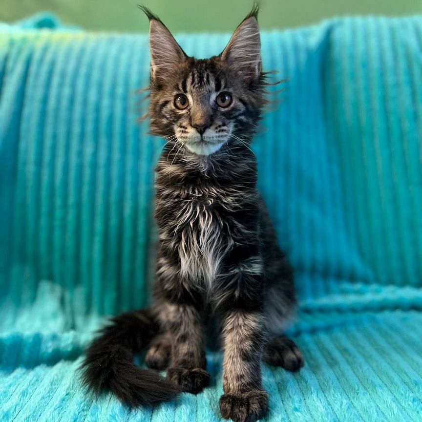 Котята мейн-кун