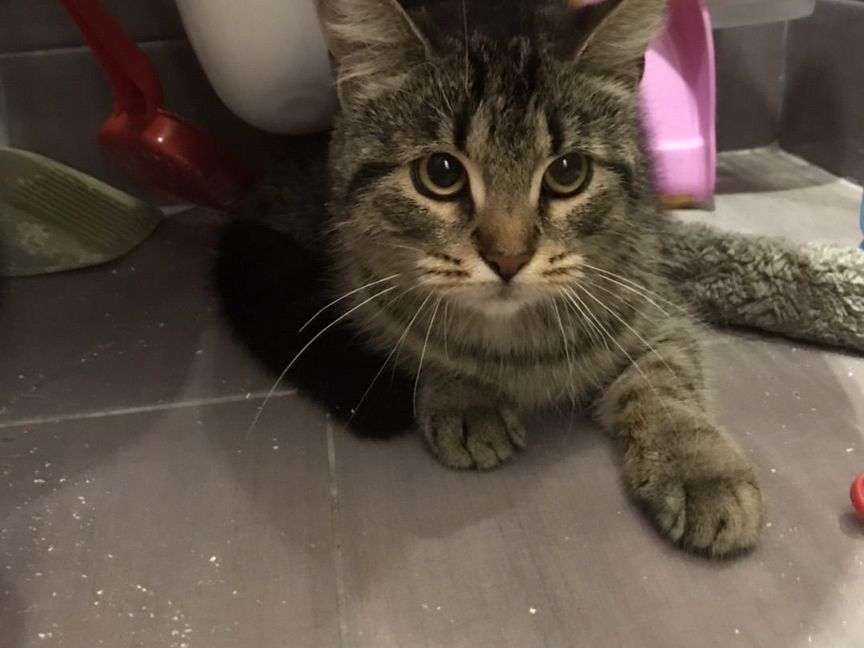 Кошка в дар бесплатно