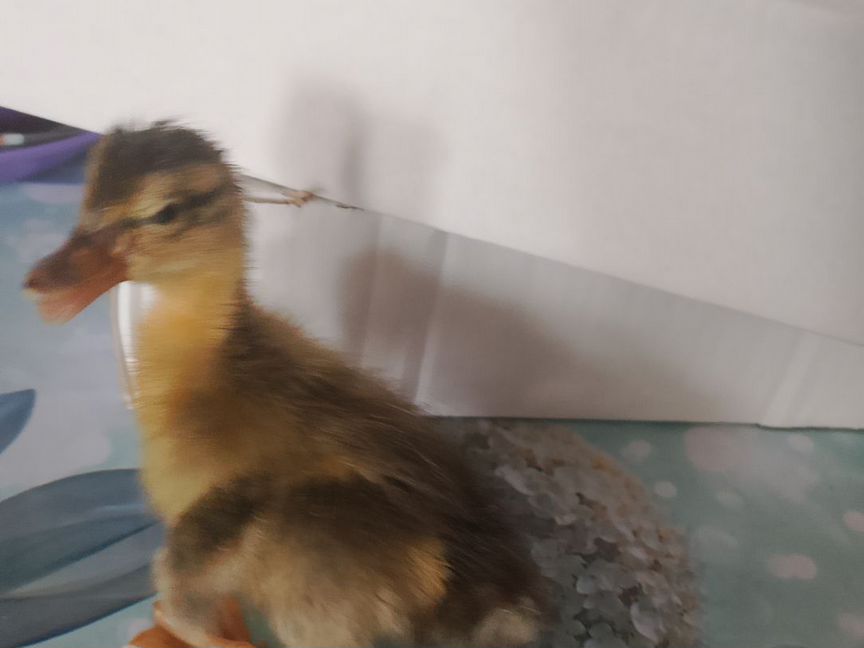 Утята индийский бегунок