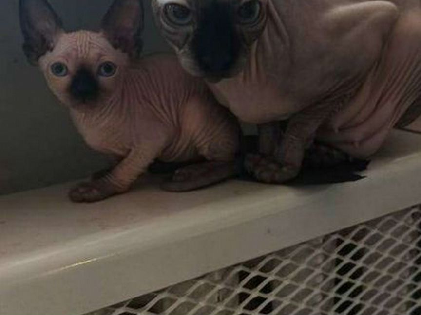 Канадский сфинкс голубоглазый богатырь