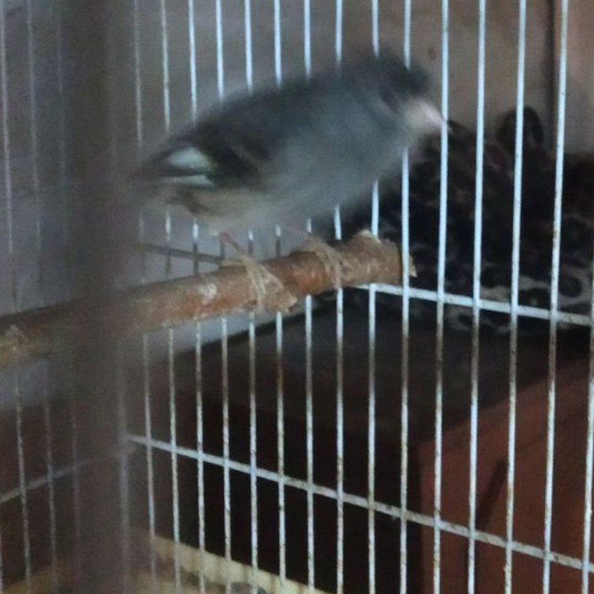 Кенор