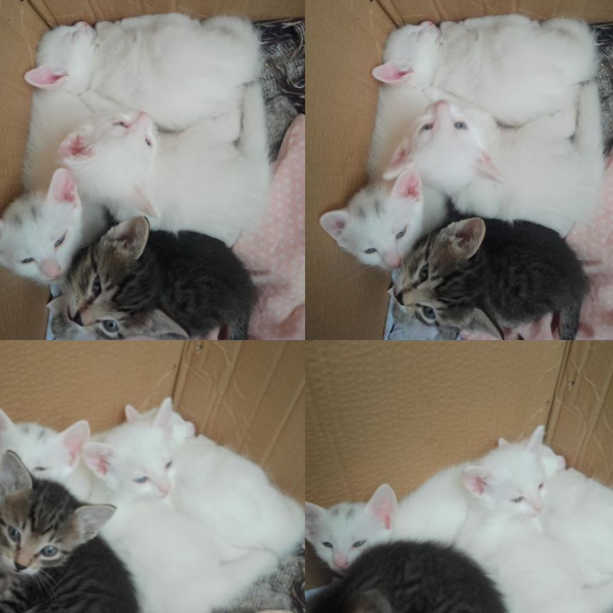 Котята малышата в добрые руки