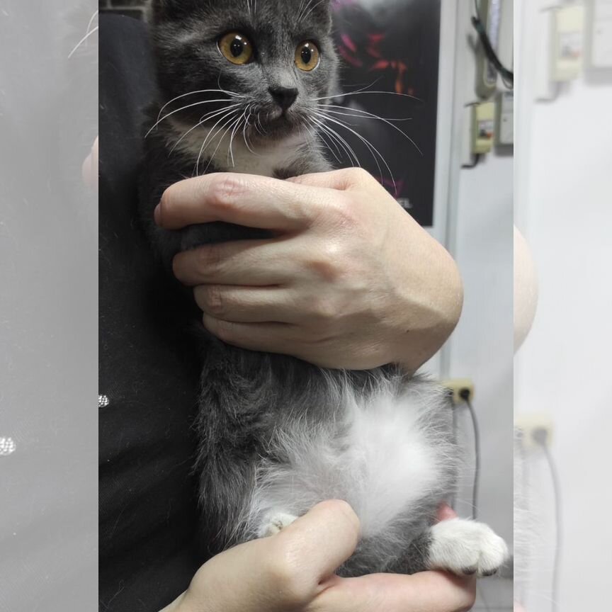 Котёнок в добрые руки