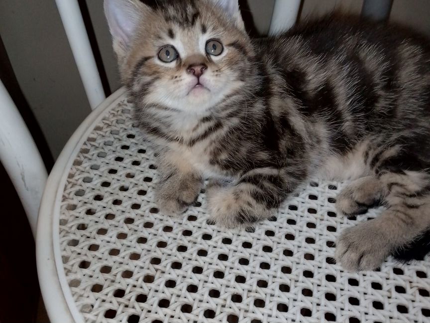 Котята в добрые руки бесплатно