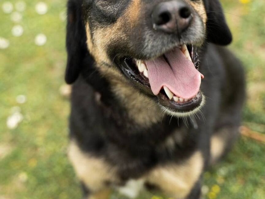 Собака ищет дом